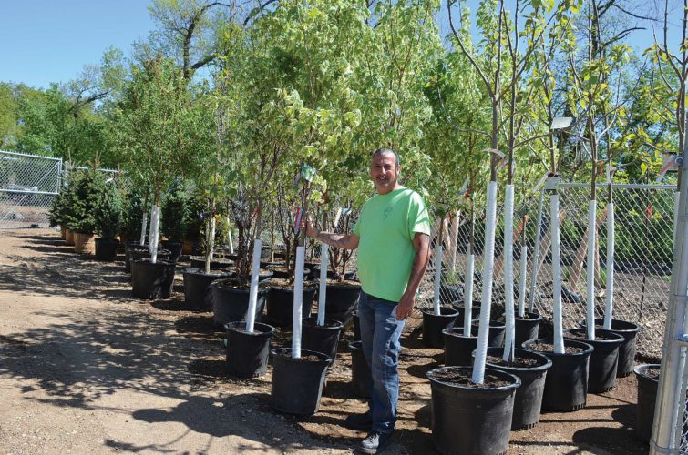 Boulevard Tree Planting | News, Sports, Jobs - Minot Daily News